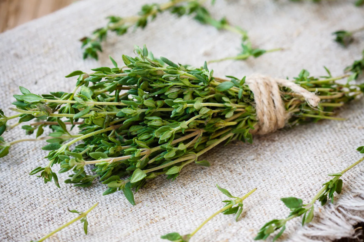 Can Dogs Eat Thyme? – A Pup Above