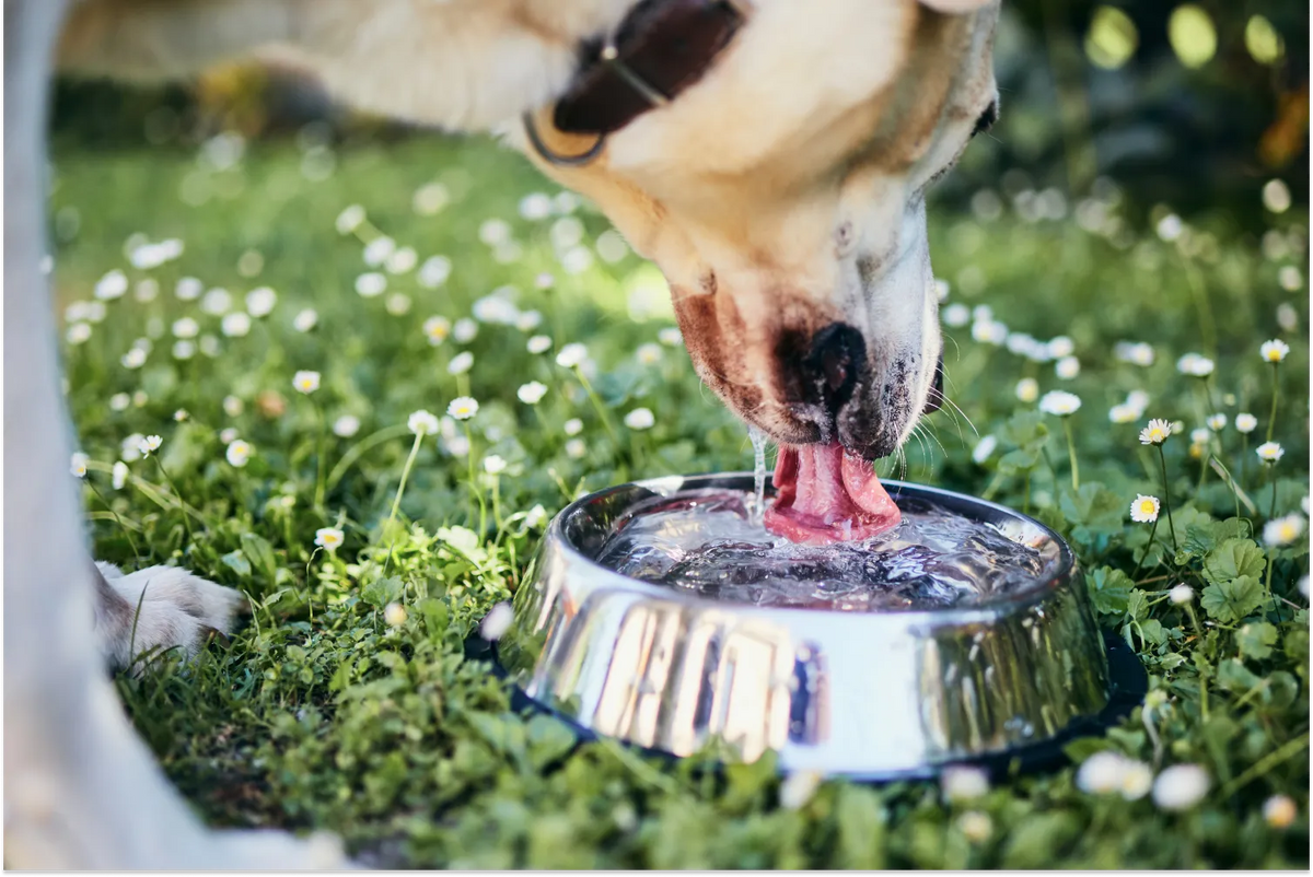 How To Tell if a Dog Is Dehydrated and What To Do – A Pup Above