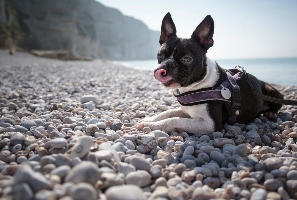 Why Do Dogs Eat Rocks? | A Pup Above