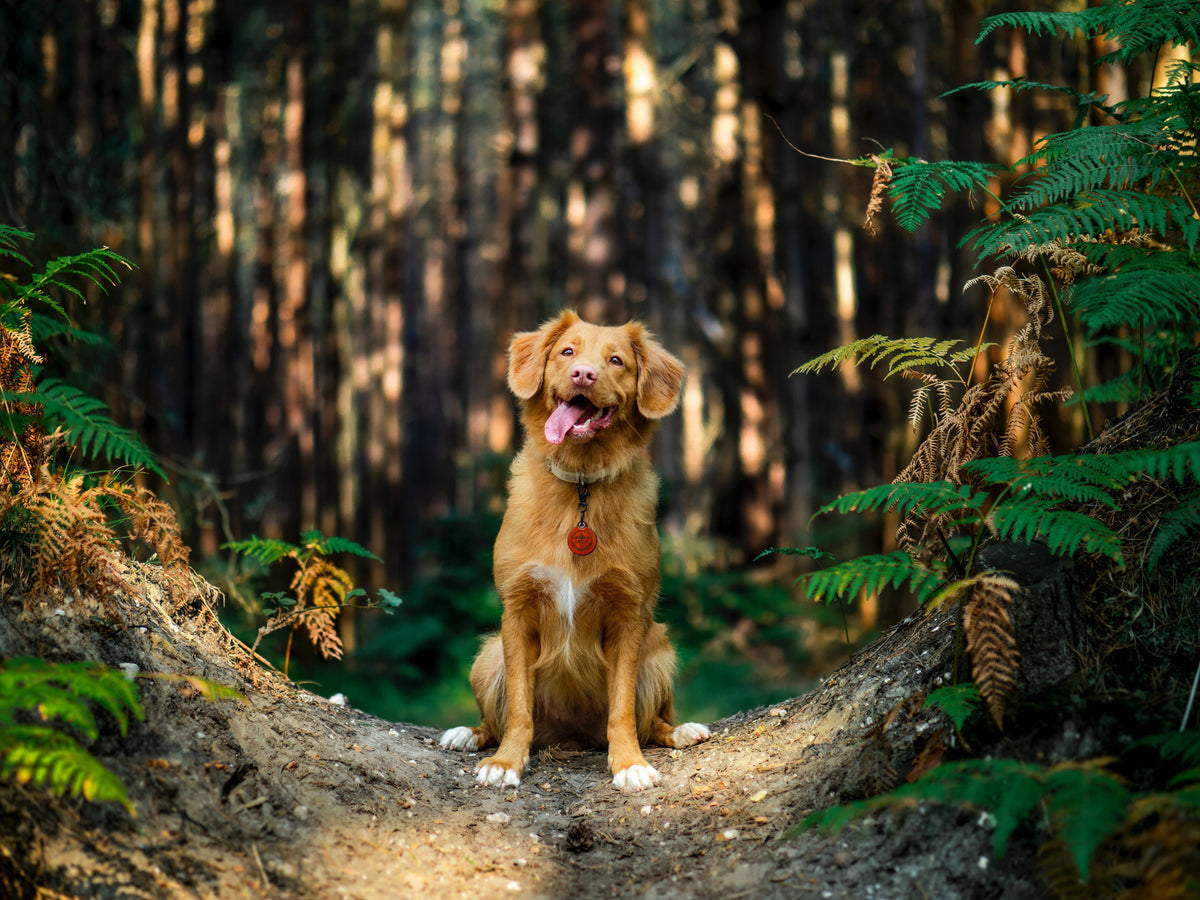 5 Ways to go Green with Your Doggo | A Pup Above