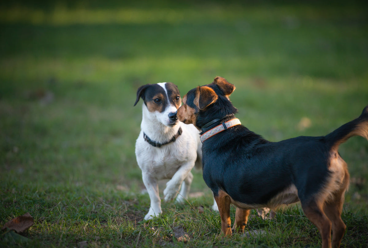 How To Introduce Dogs Properly – A Pup Above