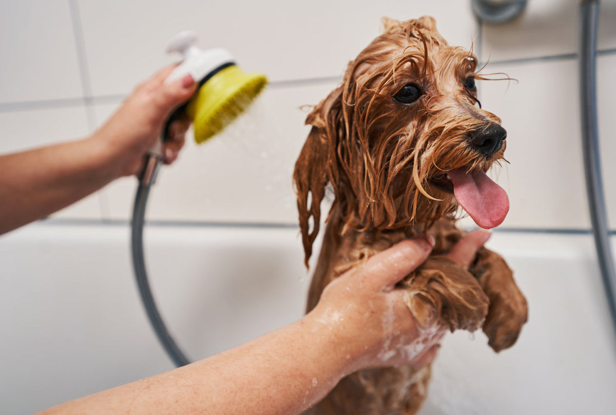 How Often Should You Wash Your Dog? – A Pup Above