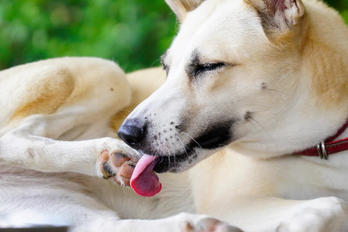 Why Do Dogs Lick Their Paws? – A Pup Above