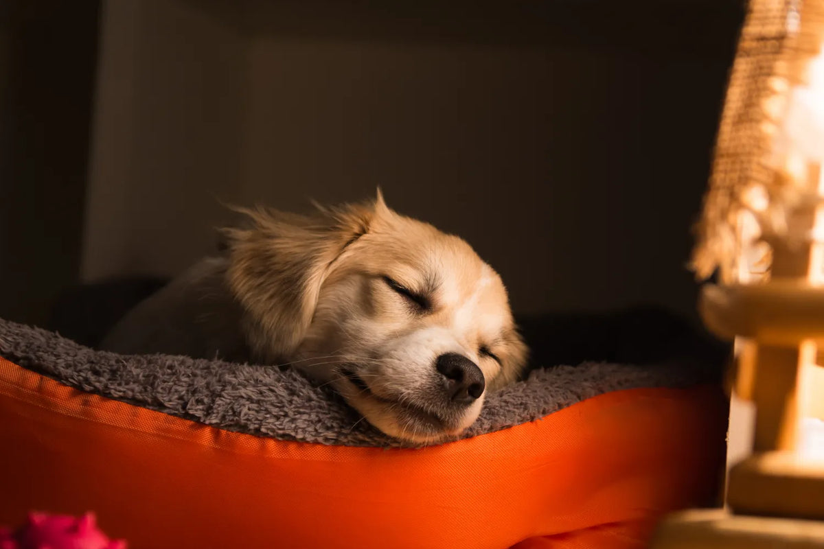 Why Do Dogs Whimper & Make Noises in Their Sleep? – A Pup Above