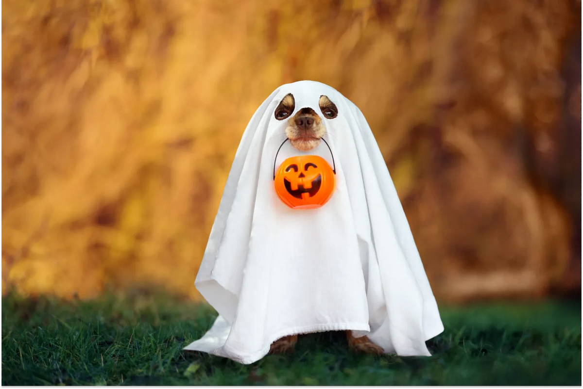 Can Dogs See Ghosts? Spooky Season Is Here – A Pup Above