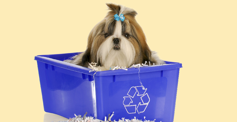 Our Mission: Changing Dog Food for Good | A Pup Above