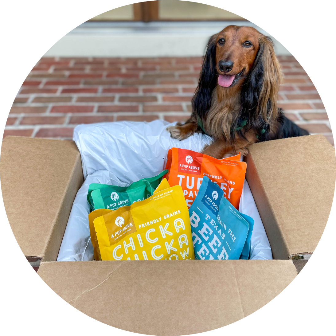 Training – A Pup Above